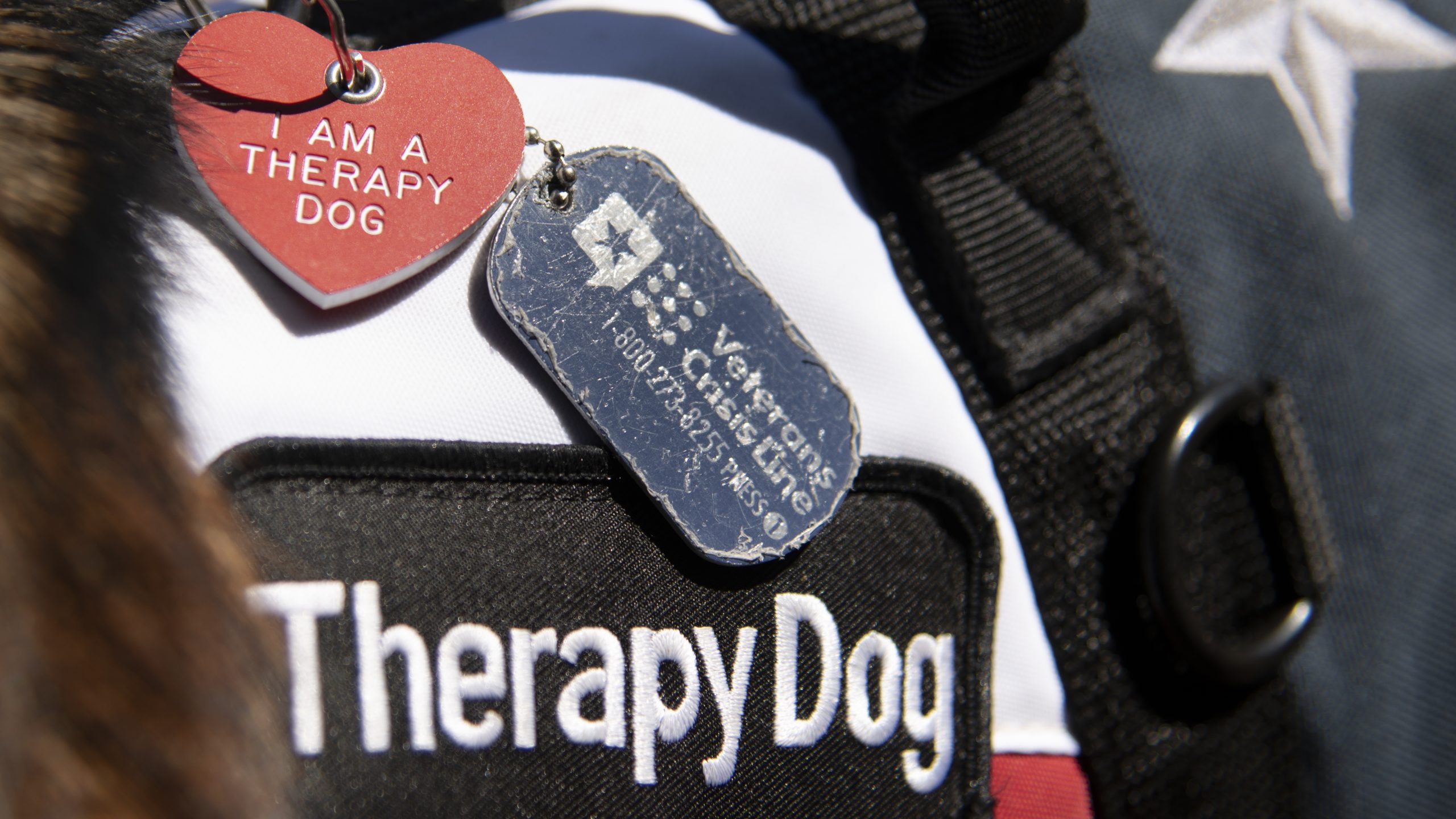 For Veterans and People with Emotional Trauma, Trained Service Dogs Can ...